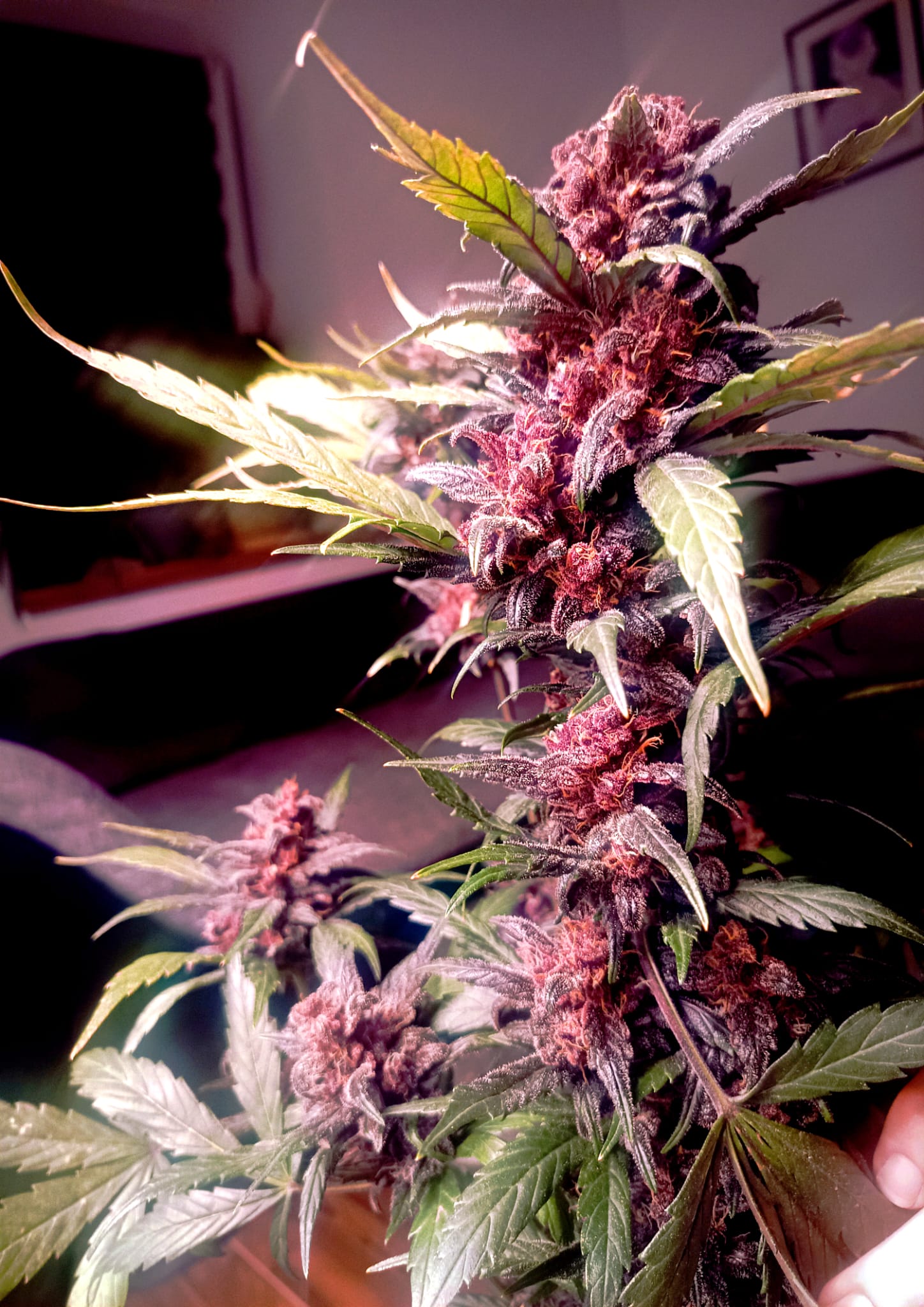 Black Lemon Auto Strain ® Exotic Seed